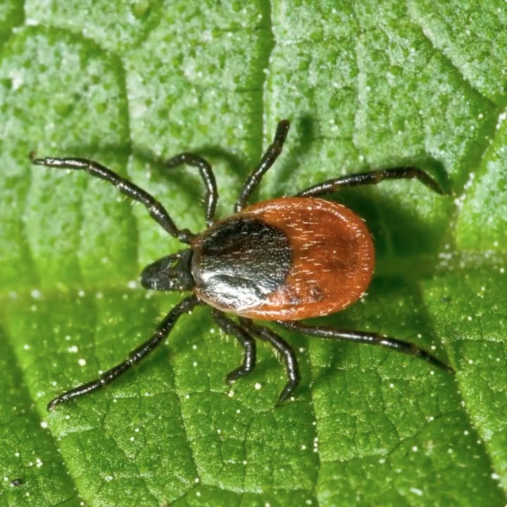 Tick Bite Prevention And Response — AP Safety Training